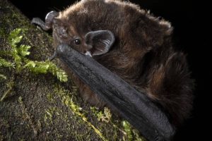 New Zealand bat species found to be endangered - Kiwi Kids News