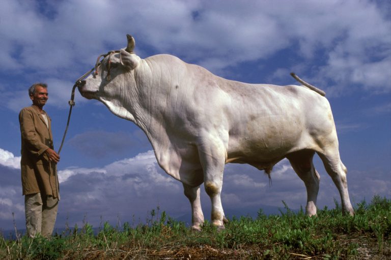 Tallest Bull in the world is 1.85m - Kiwi Kids News