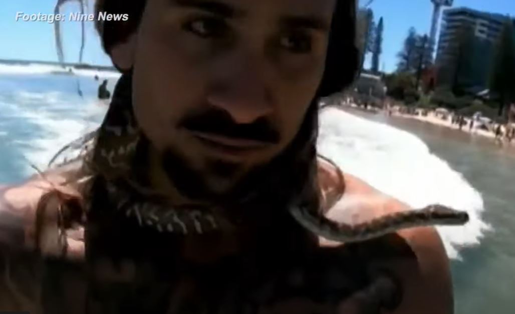Man fined for surfing with snake - Kiwi Kids News