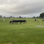 ANZAC DAY - Kiwi Kids News