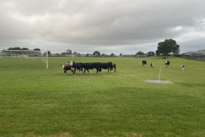 Cows Take Over Aquinas College in Tauranga - Kiwi Kids News
