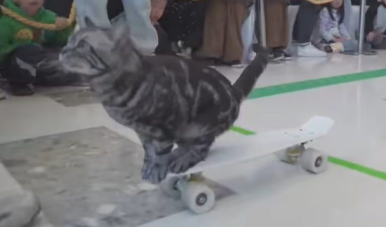 Skate boarding cat breaks record - Kiwi Kids News