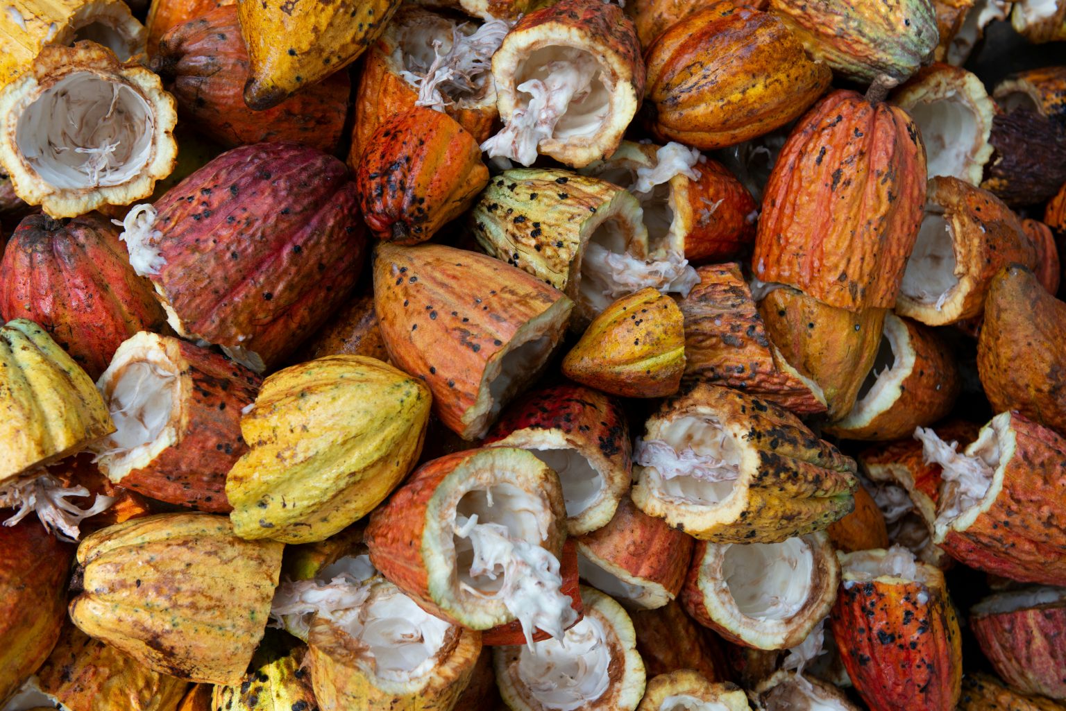 Whittaker's prices to rise again due to Cocoa Shortage - Kiwi Kids News