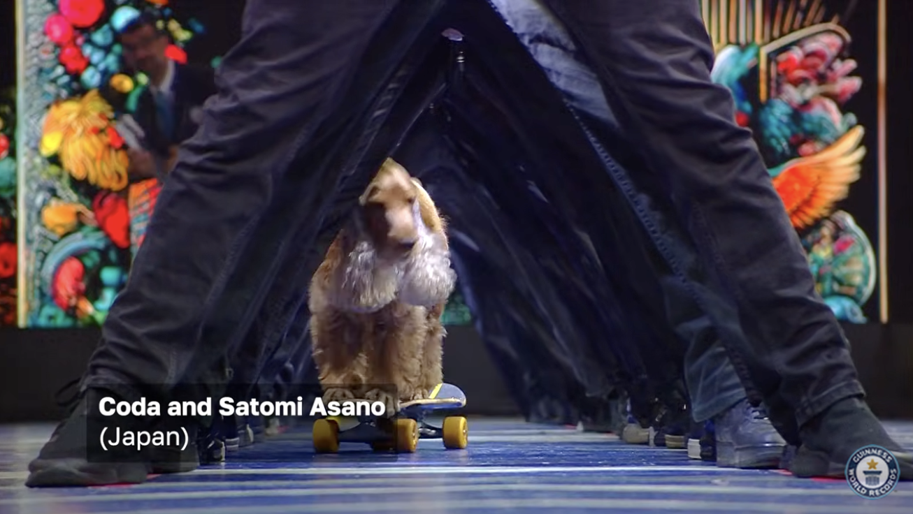 Skateboarding dog sets World Record - Kiwi Kids News