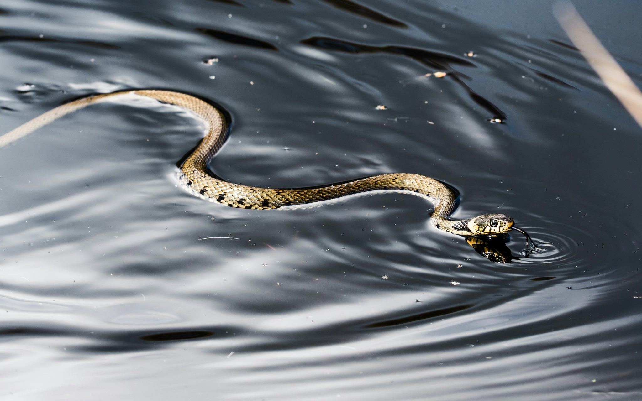 Venomous Sea Snake in NZ - Kiwi Kids News
