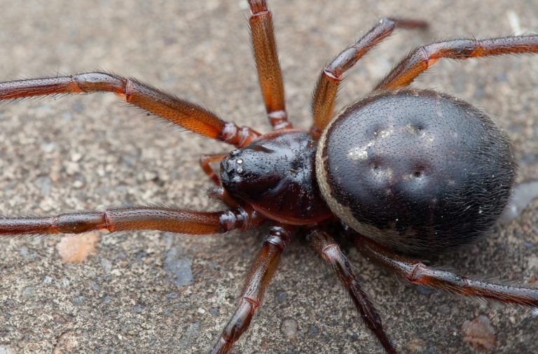 Poisonous Spider Settles in New Zealand - Kiwi Kids News