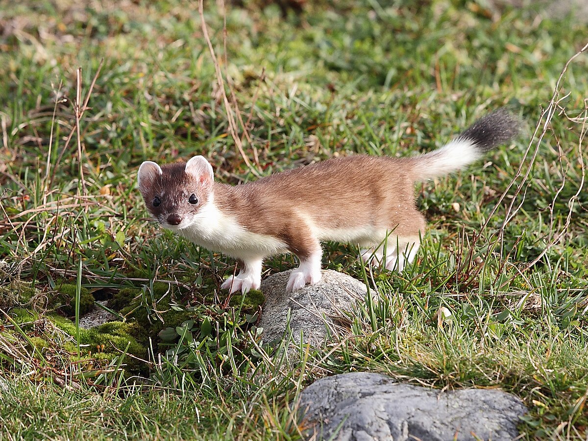 Dead Stoat found on Stewart Island - Kiwi Kids News