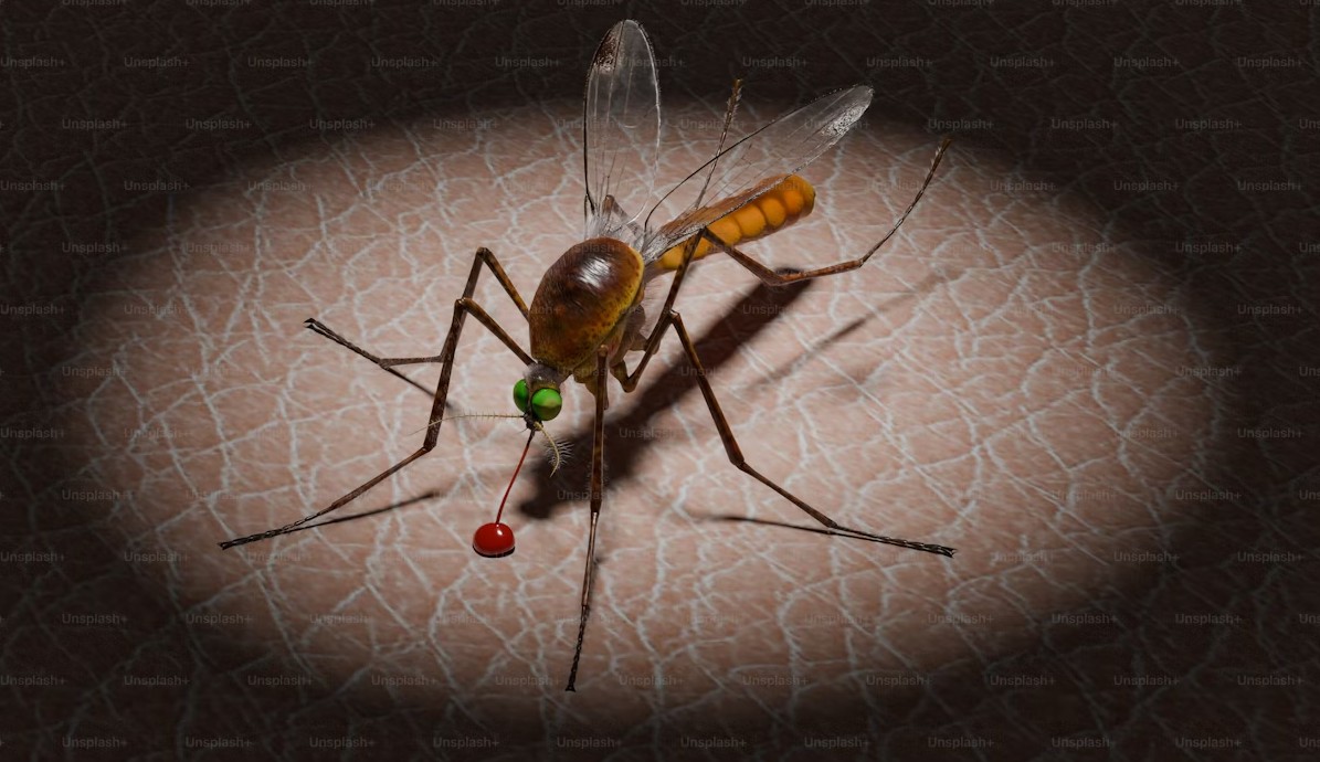 Dengue Fever spike in New Zealand - Kiwi Kids News