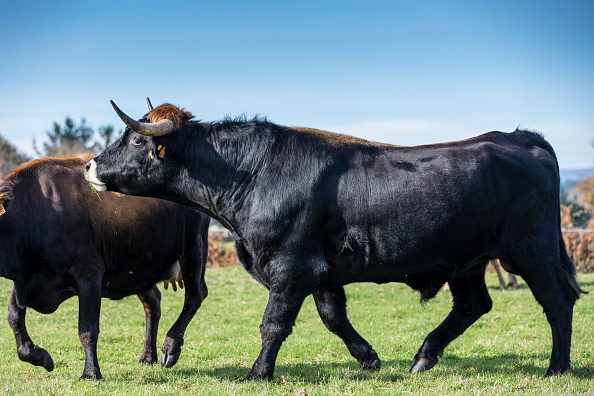 Record Bull sells for $168,000 - Kiwi Kids News
